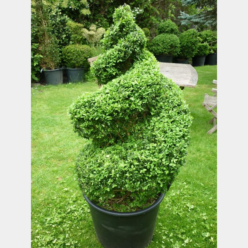 Topiary Plants – Topiary Arts