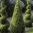 Cutting & Shaping – Topiary Arts