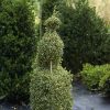Cutting & Shaping – Topiary Arts