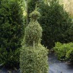 Cutting & Shaping – Topiary Arts